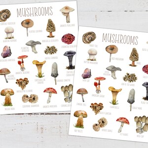 Mushrooms of North America Unit Study: Homeschool Printable (instant ...