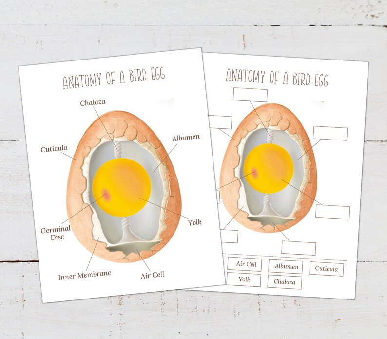 BIRD AND EGG Anatomy Poster Labeling and Tracing Activity - Etsy