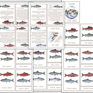 Salmon Life Cycle Unit Study: Homeschool Science Printable (INSTANT ...