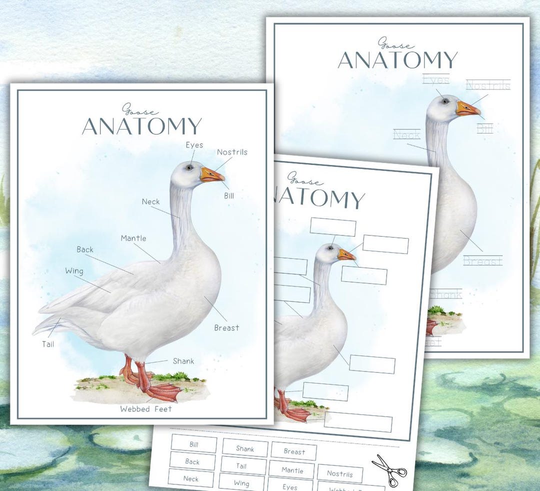 GOOSE Anatomy, Poster and Labeling Activity, Homeschool, Instant ...