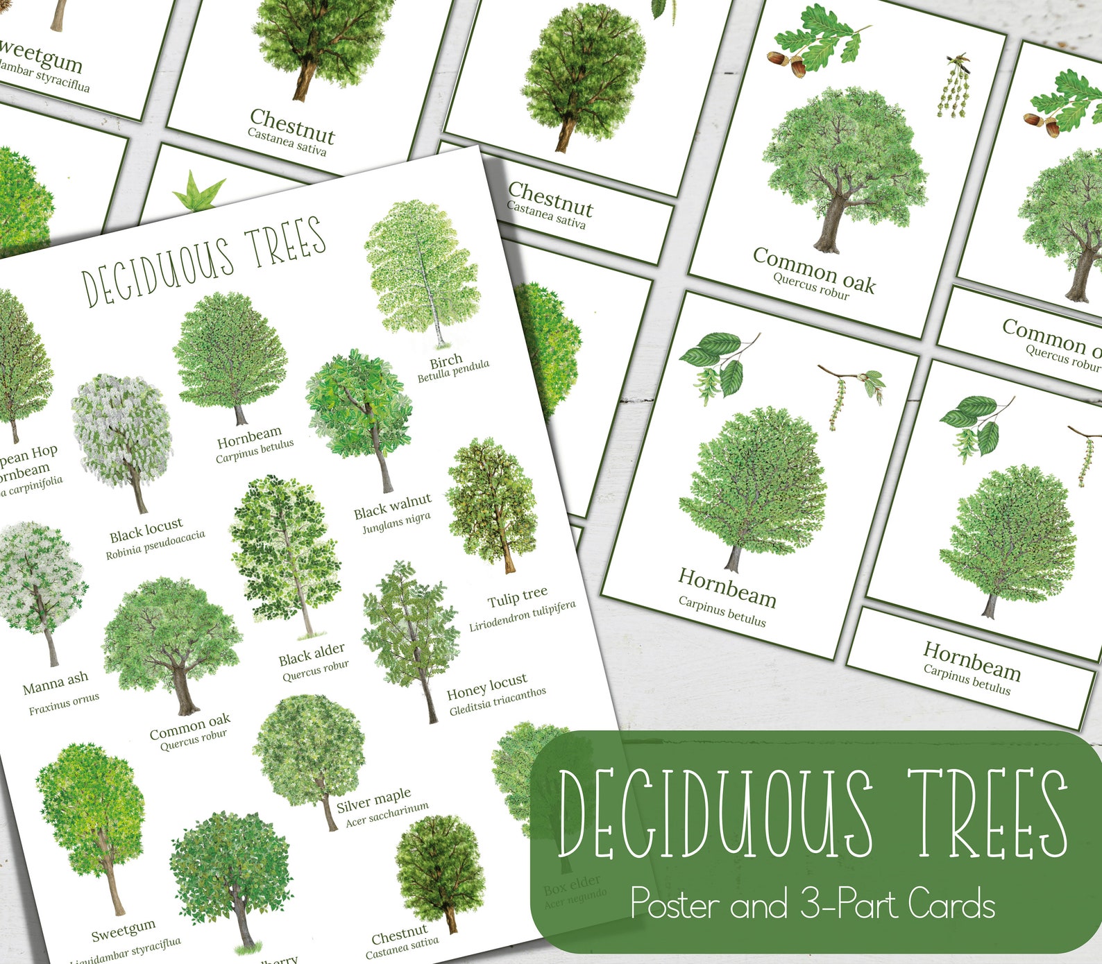 Trees Unit Study Bundle: Deciduous, Coniferous, Oak (instant Download ...