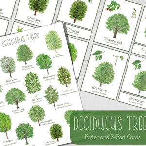 3 TREE UNITS BUNDLE, Deciduous Trees Unit, Coniferous Trees Unit, Oak ...