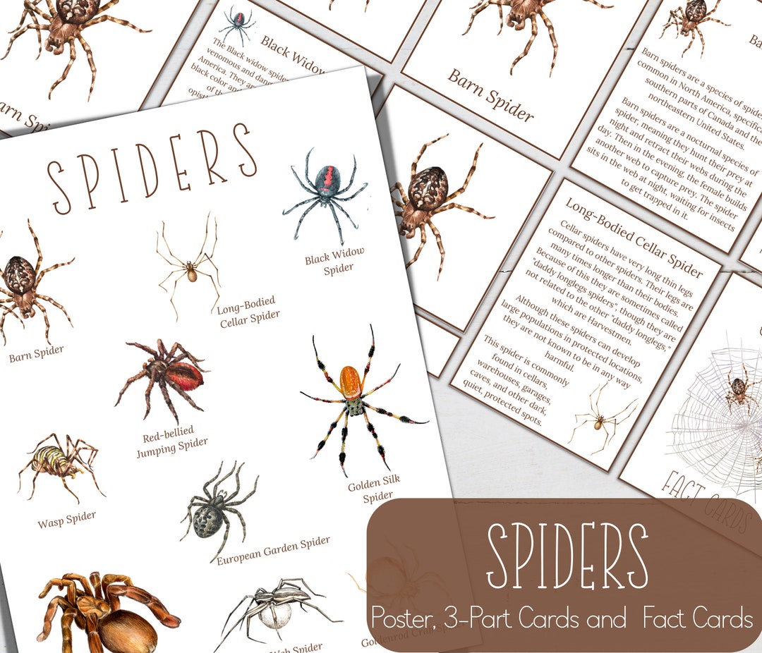 SPIDERS Mini Poster, Fact Cards and 3 Part Cards, Nature, Digital DIY ...