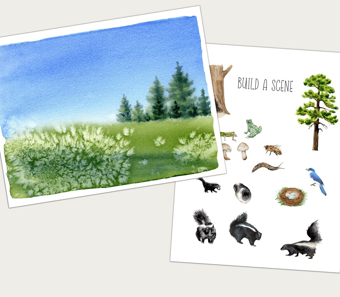 SKUNK Unit Study Life Cycle Anatomy Nature Study Science - Etsy