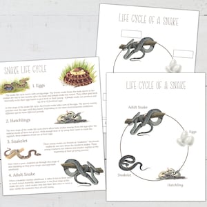 SNAKE Life Cycle, Nature Study, Homeschool Printable, Instant Download ...