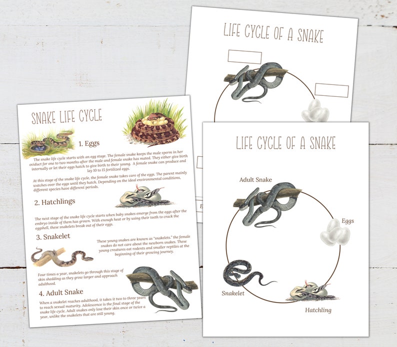SNAKE Life Cycle Nature Study Homeschool Printable Instant - Etsy