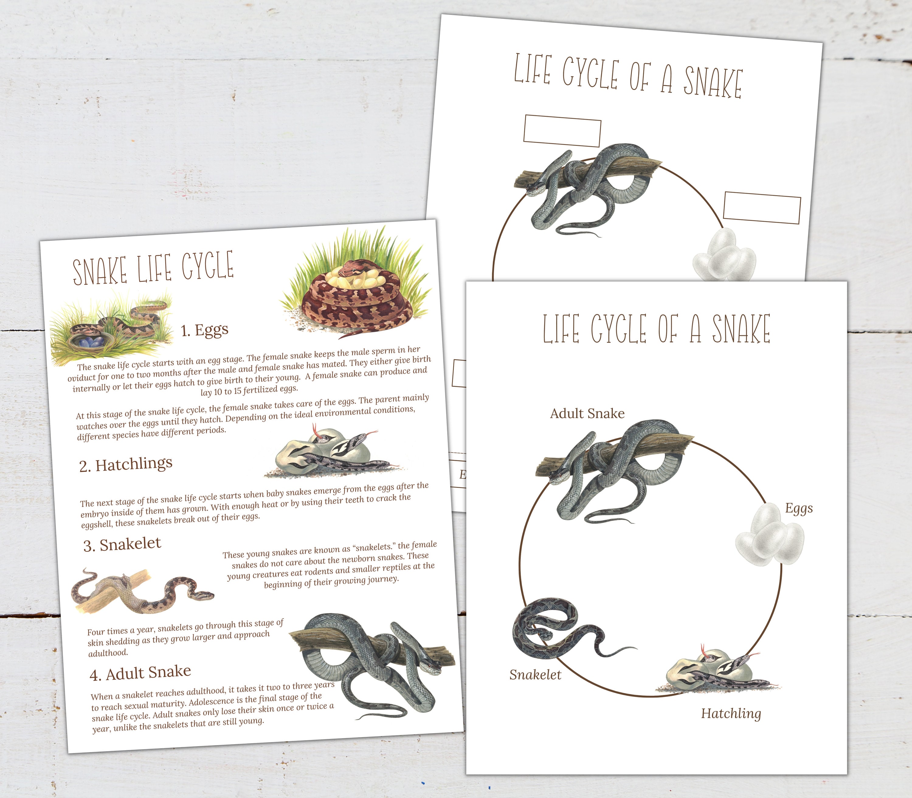 SNAKE Life Cycle Nature Study Homeschool Printable Instant - Etsy