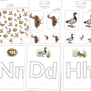 MALLARD DUCK Unit Study, Life Cycle, Anatomy, Nature Study, Science ...