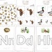 MALLARD DUCK Unit Study, Life Cycle, Anatomy, Nature Study, Science ...