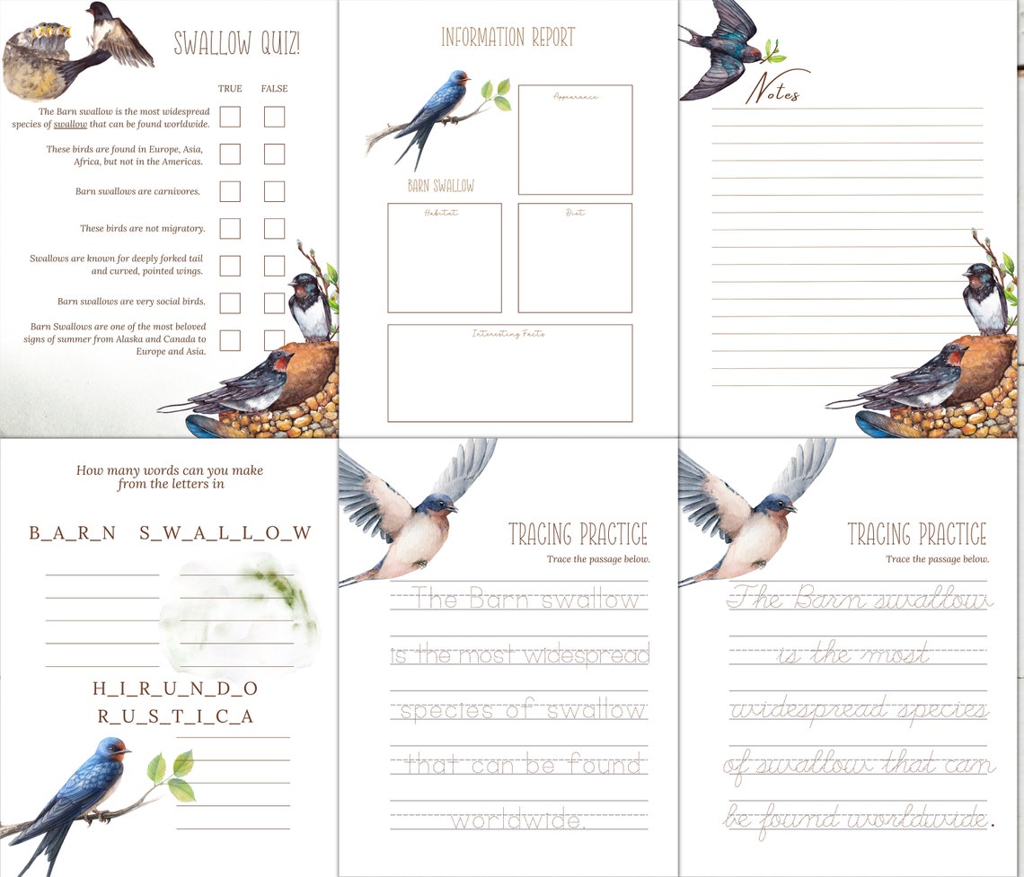 Swallow Unit Study: Homeschool Science, Anatomy & Life Cycle (instant ...