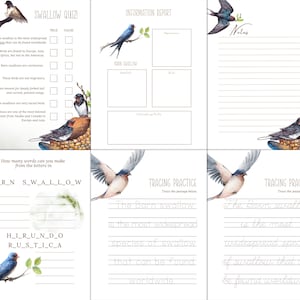 Swallow Unit Study: Homeschool Science, Anatomy & Life Cycle (instant ...