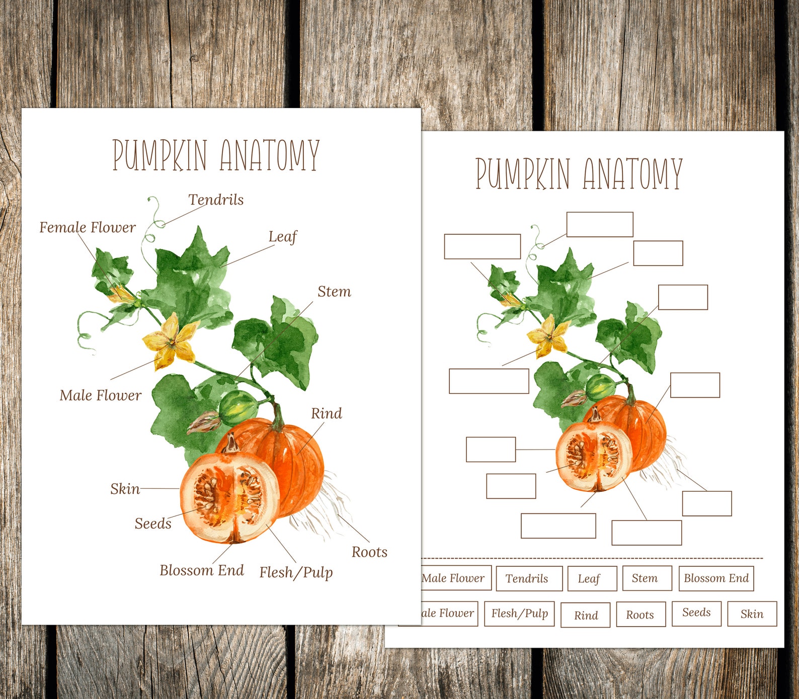 PUMPKIN Unit Study Life Cycle Anatomy Nature Study - Etsy