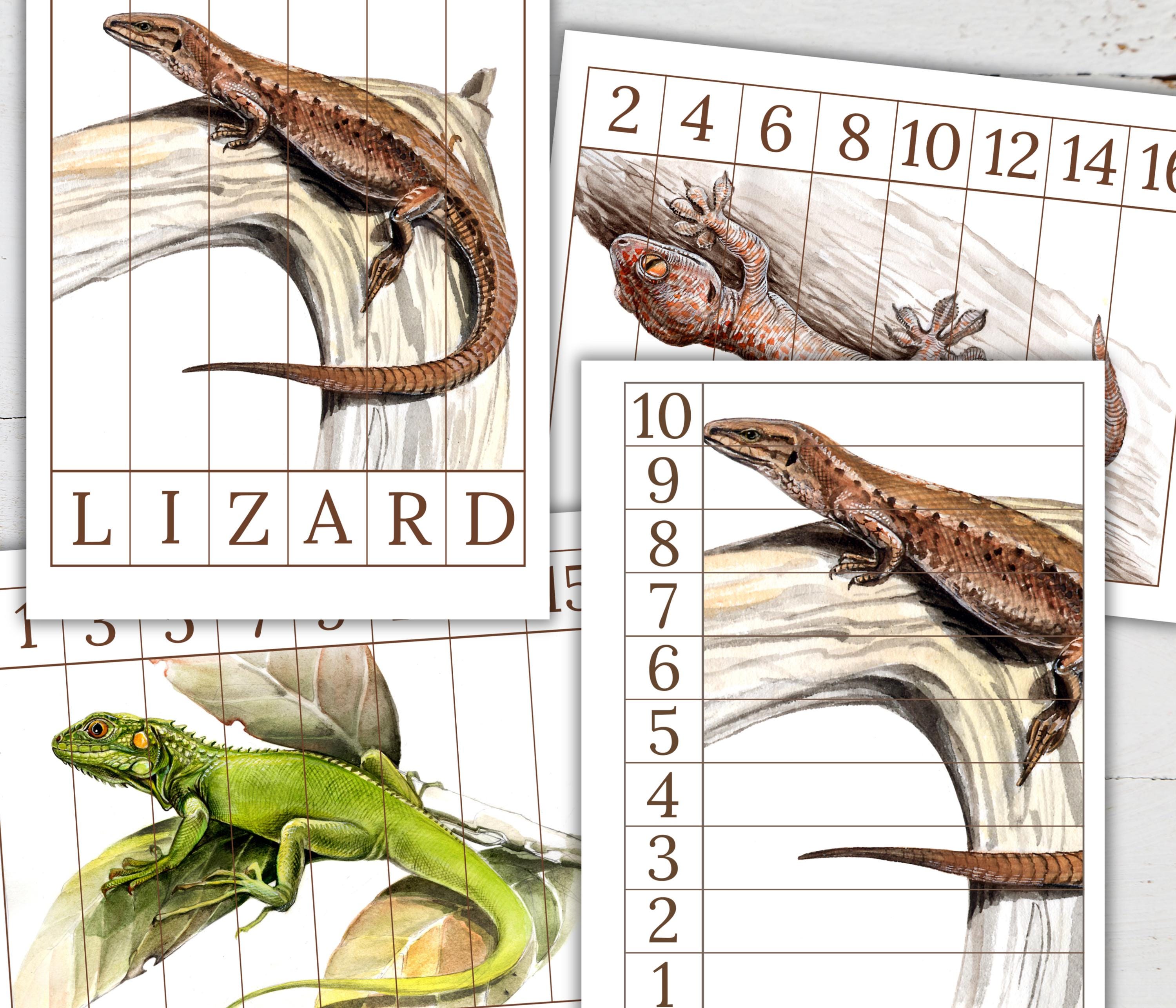 LIZARD Unit Study, Anatomy, Nature Study, Science, Handwriting ...