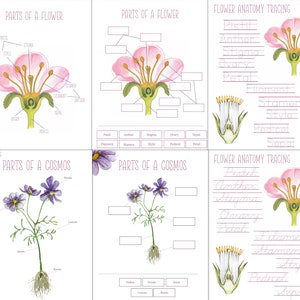 Flowers Mini Study Unit: Life Cycle & Anatomy (instant Download) - Etsy