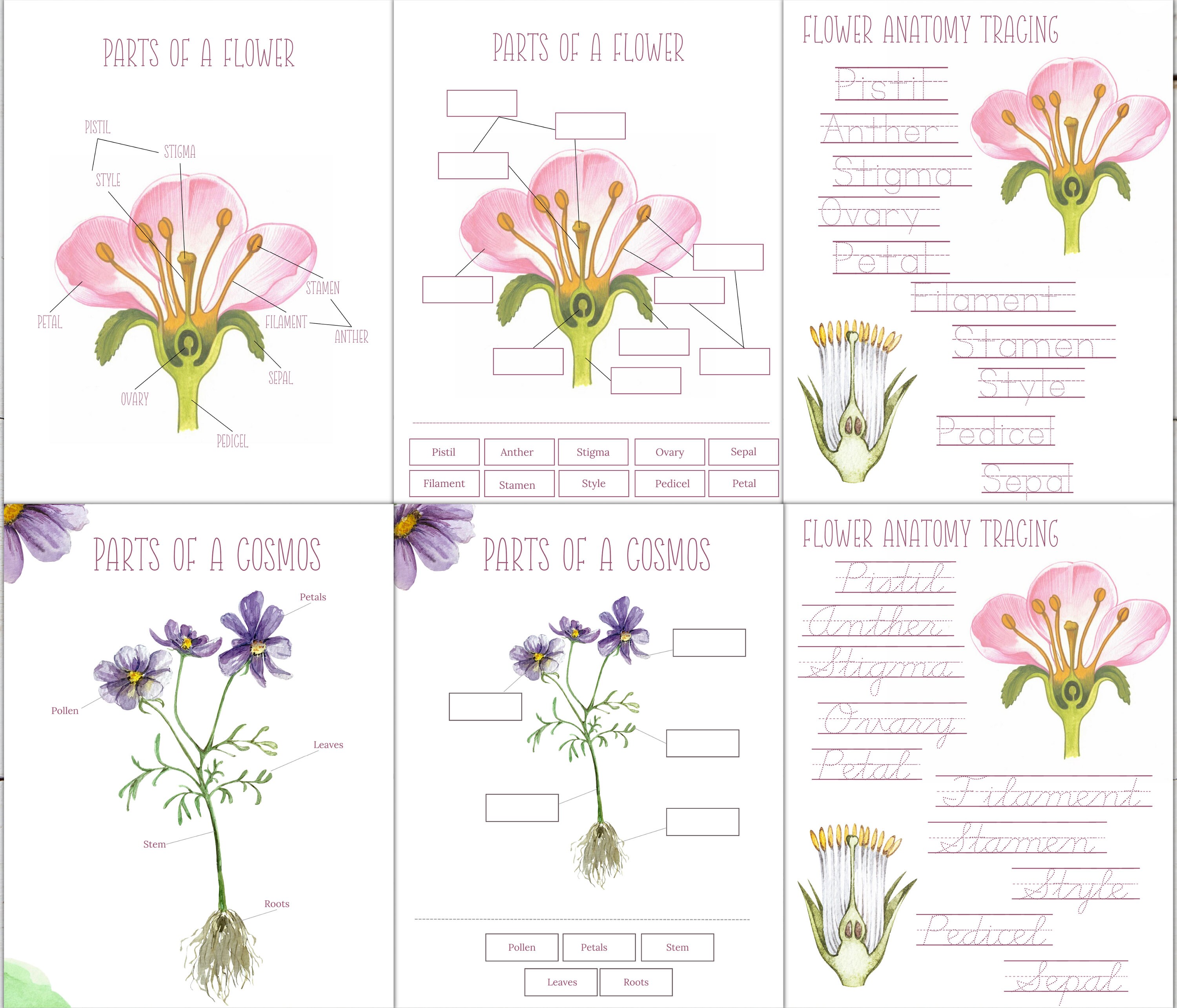 Flowers Mini Study Unit: Life Cycle & Anatomy (instant Download) - Etsy
