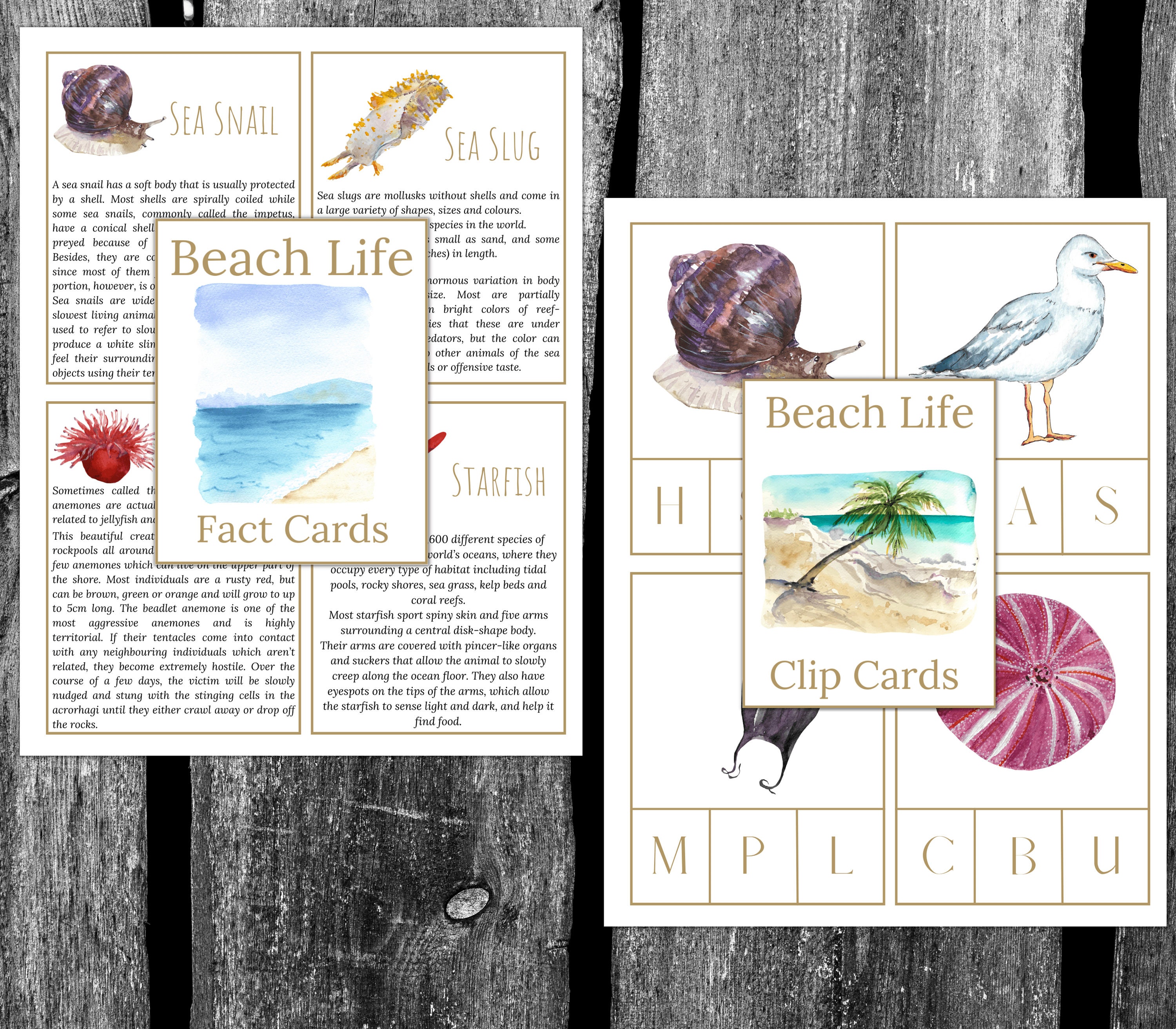 BEACH Unit Study Anatomy Nature Study Science Handwriting - Etsy