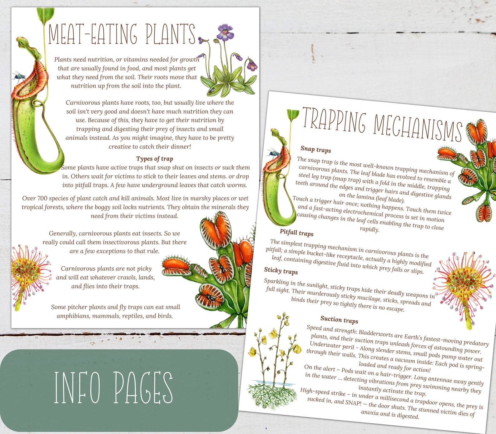 CARNIVOROUS PLANTS Unit Study, Anatomy, Nature Study, Science ...