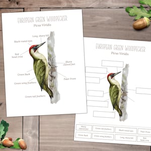 WOODPECKER Anatomy, Poster and Labeling Activity, Homeschool, Instant ...