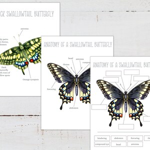 Swallowtail BUTTERFLY Unit Study, Life Cycle, Anatomy, Nature Study ...