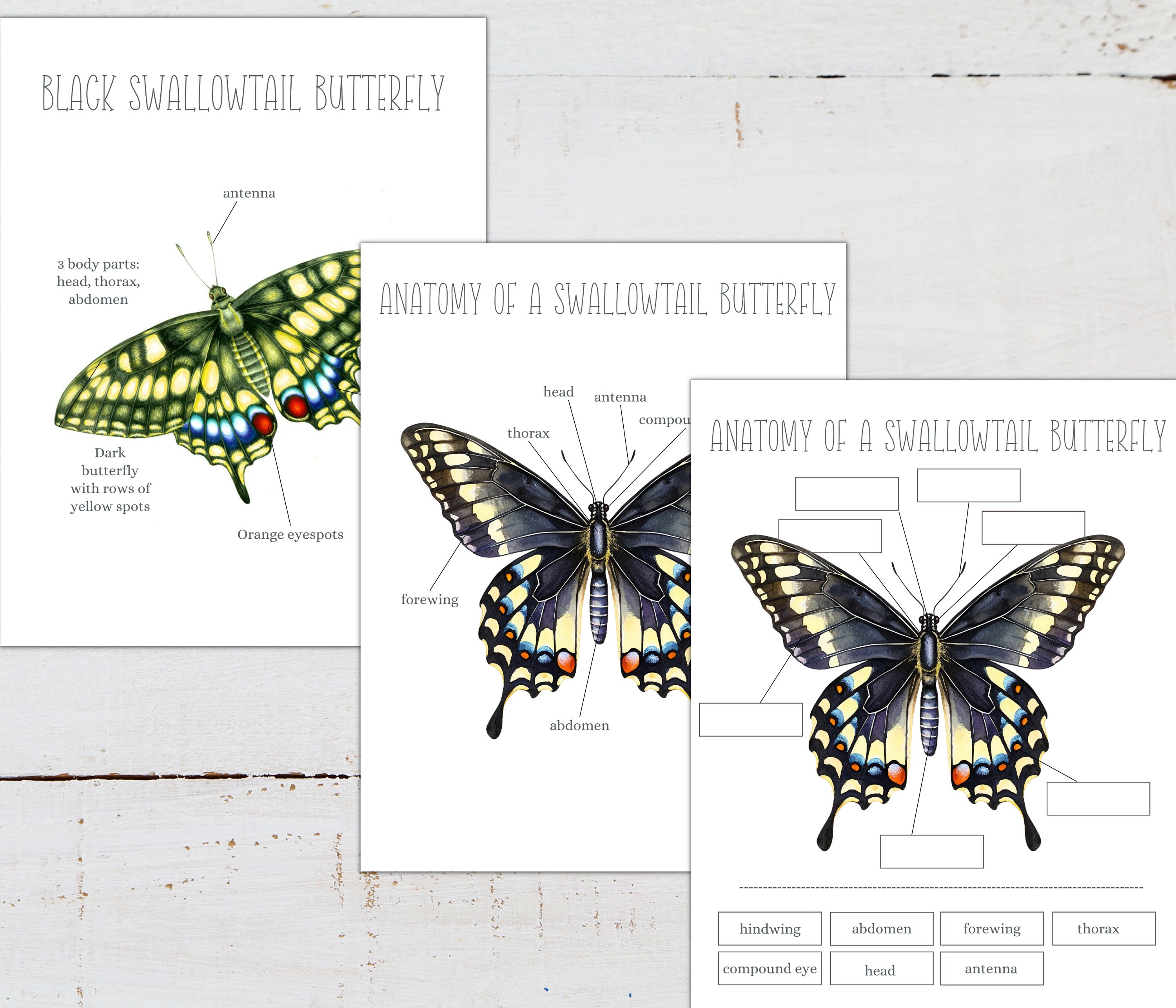 Swallowtail Butterfly Unit Study: Homeschool Nature Printable (instant ...