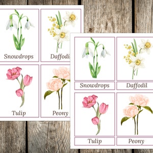 Flower 3-part Cards, Recognition Cards, Flowers, Spring, Nomenclature ...