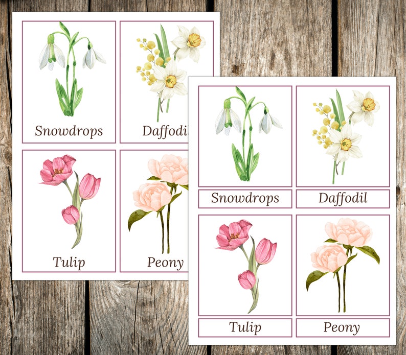 Flower 3-part Cards Recognition Cards Flowers Spring - Etsy