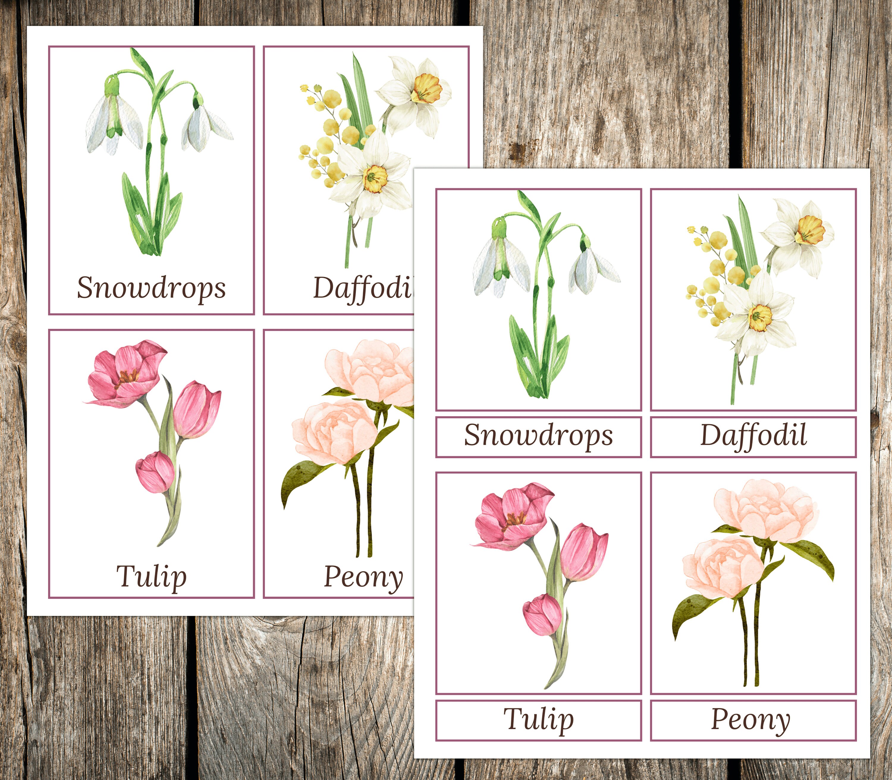 Flower 3-part Cards Recognition Cards Flowers Spring - Etsy