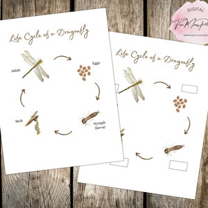 DRAGONFLY Unit Study Life Cycle Anatomy Nature Study - Etsy