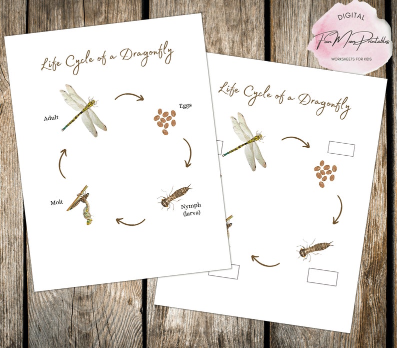 DRAGONFLY Unit Study Life Cycle Anatomy Nature Study - Etsy