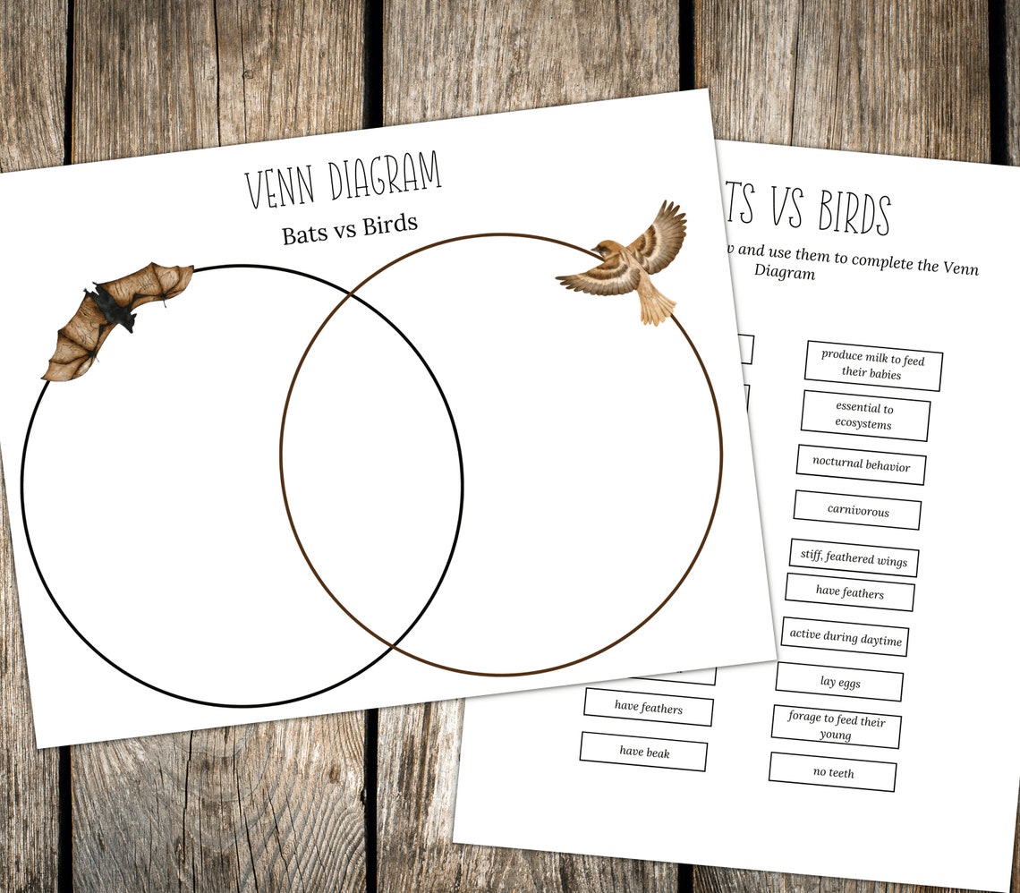 BATS Vs BIRDS Venn Diagram Activity Homeschool Montessori - Etsy