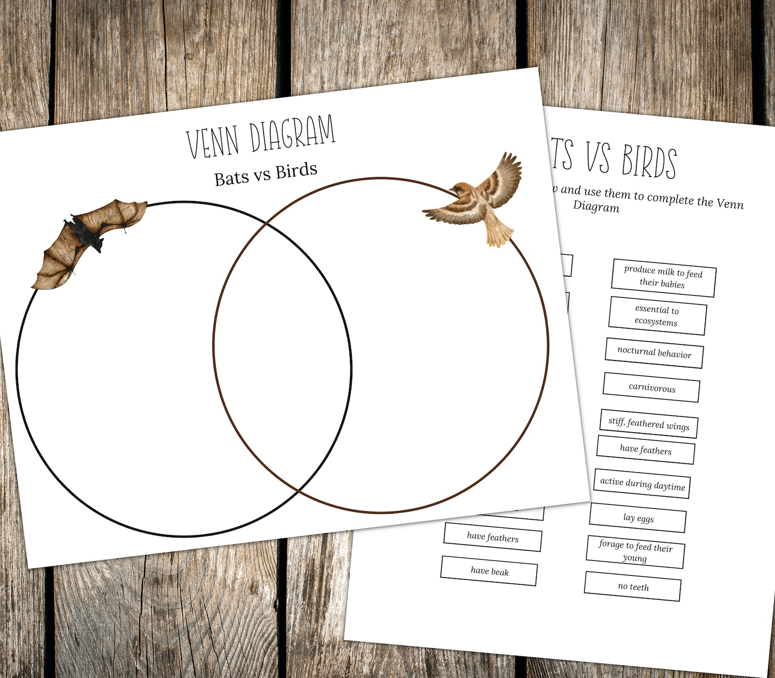 BATS Vs BIRDS Venn Diagram Activity Homeschool Montessori - Etsy