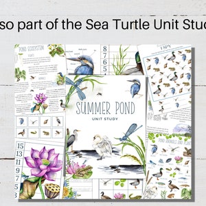 POND ECOSYSTEM Mini Poster, Fact Cards and 3 Part Cards, Nature ...