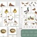 MALLARD DUCK Unit Study, Life Cycle, Anatomy, Nature Study, Science ...