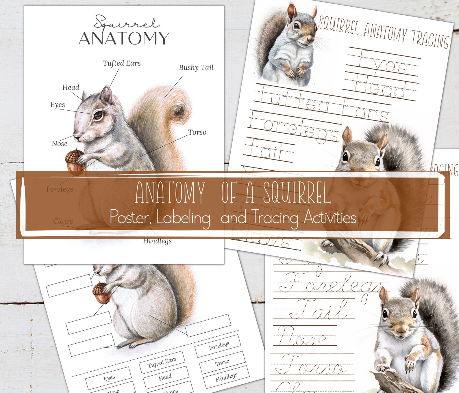Squirrel Unit Study: Anatomy, Life Cycle, Homeschool Printable (instant ...