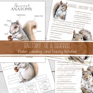 Squirrel Unit Study: Anatomy, Life Cycle, Homeschool Printable (instant ...