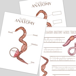 EARTHWORM Study Unit Life Cycle Anatomy Nature Study - Etsy