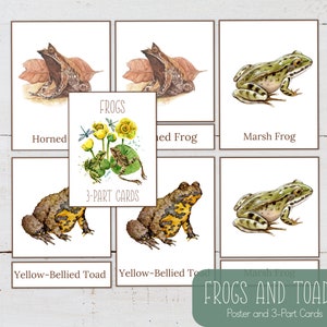 FROGS and TOADS Mini Poster + 3-part Cards, Montessori, Instant ...