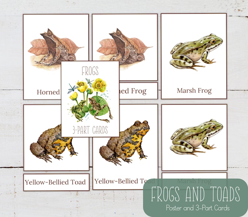 FROGS and TOADS Mini Poster + 3-part Cards, Montessori, Instant ...