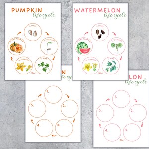 PLANTS Life Cycle Printable 5x7" Flashcards and Matching Worksheets ...