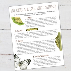 LARGE WHITE BUTTERFLY Life Cycle, Nature Study, Homeschool Printable ...