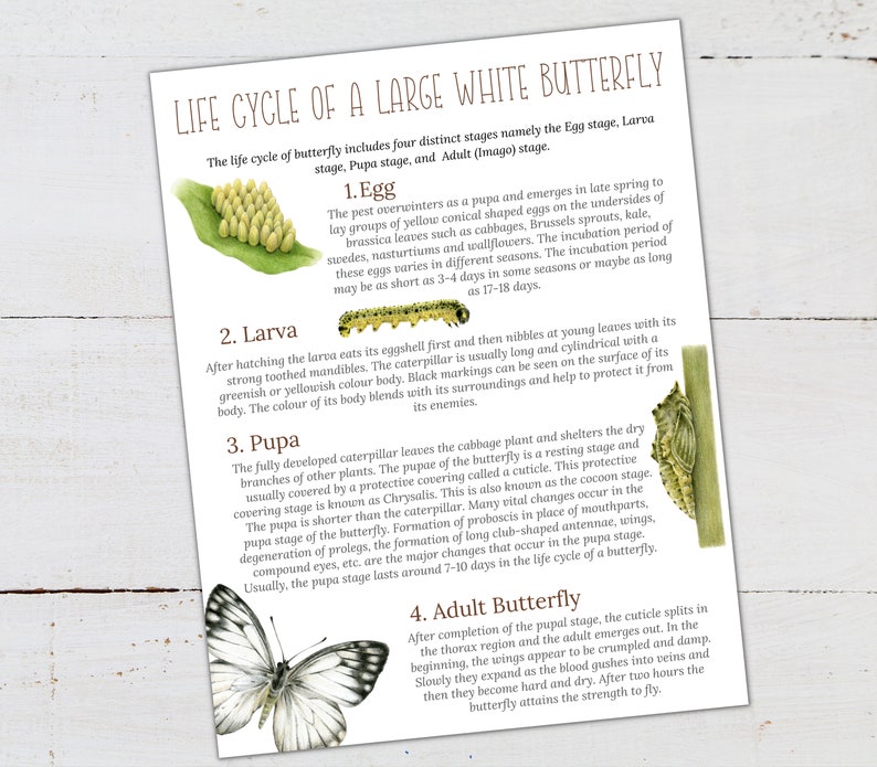 LARGE WHITE BUTTERFLY Life Cycle Nature Study Homeschool - Etsy