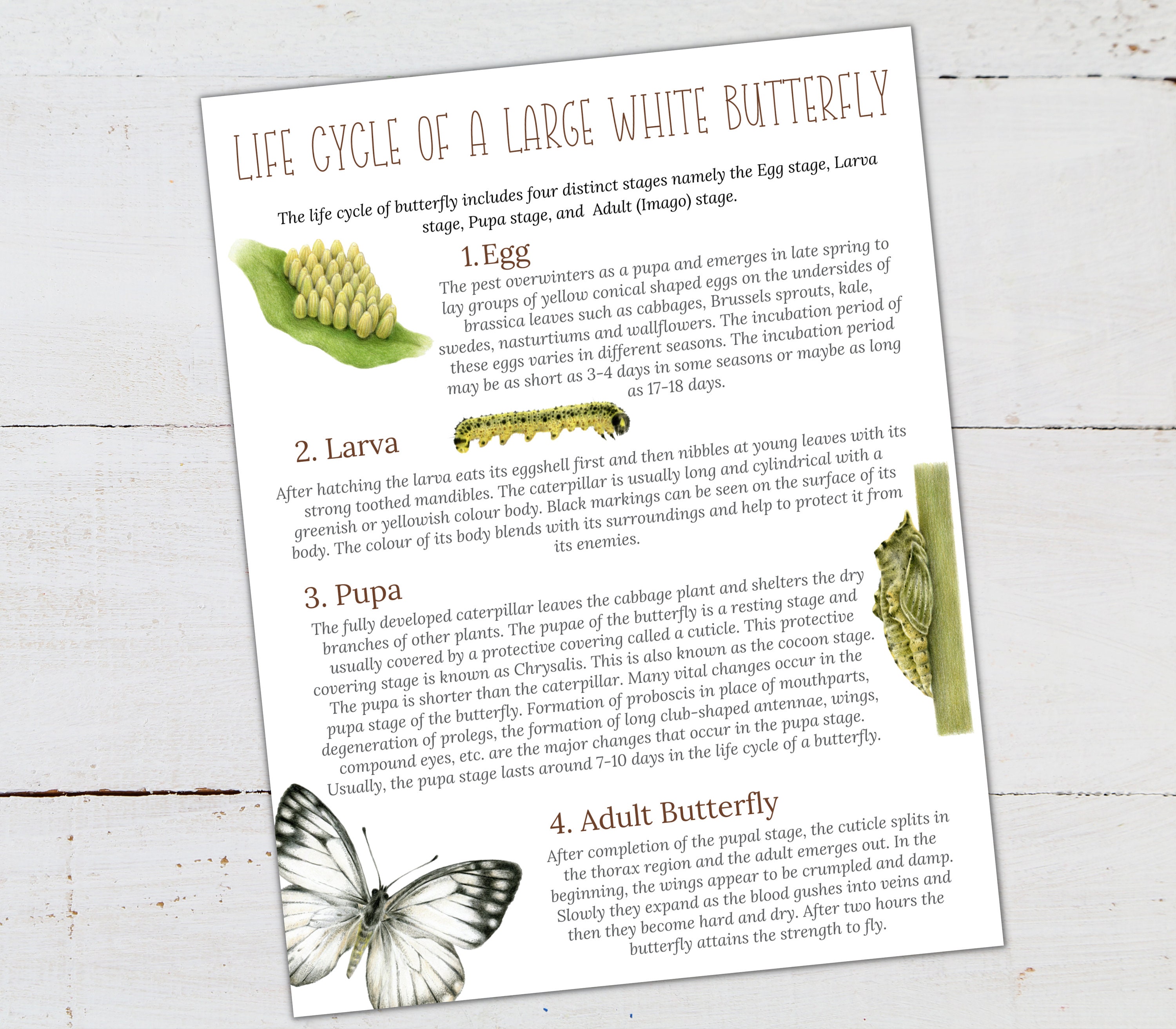 LARGE WHITE BUTTERFLY Life Cycle Nature Study Homeschool - Etsy