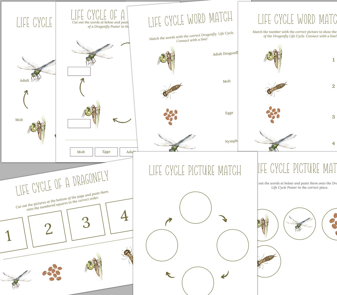 Dragonfly Unit Study: Life Cycle, Anatomy, Homeschool Printable ...