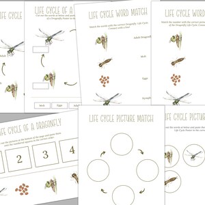 DRAGONFLY Unit Study, Life Cycle, Anatomy, Nature Study, Science ...