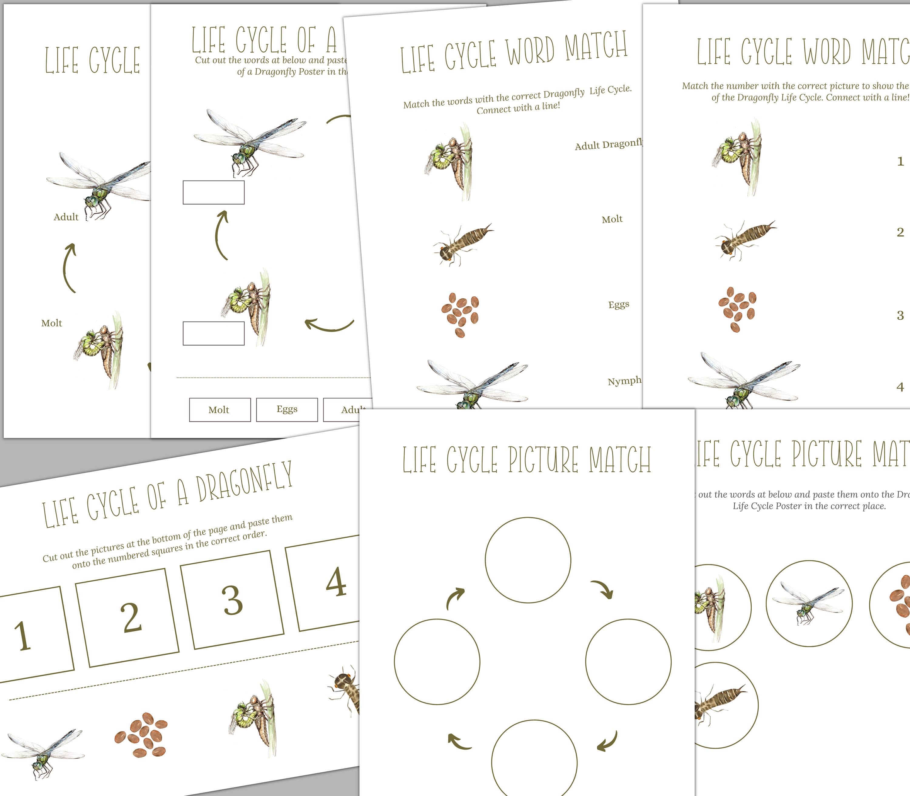 DRAGONFLY Unit Study Life Cycle Anatomy Nature Study - Etsy Australia