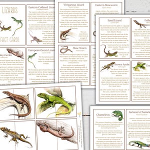 LIZARD Unit Study, Anatomy, Nature Study, Science, Handwriting ...