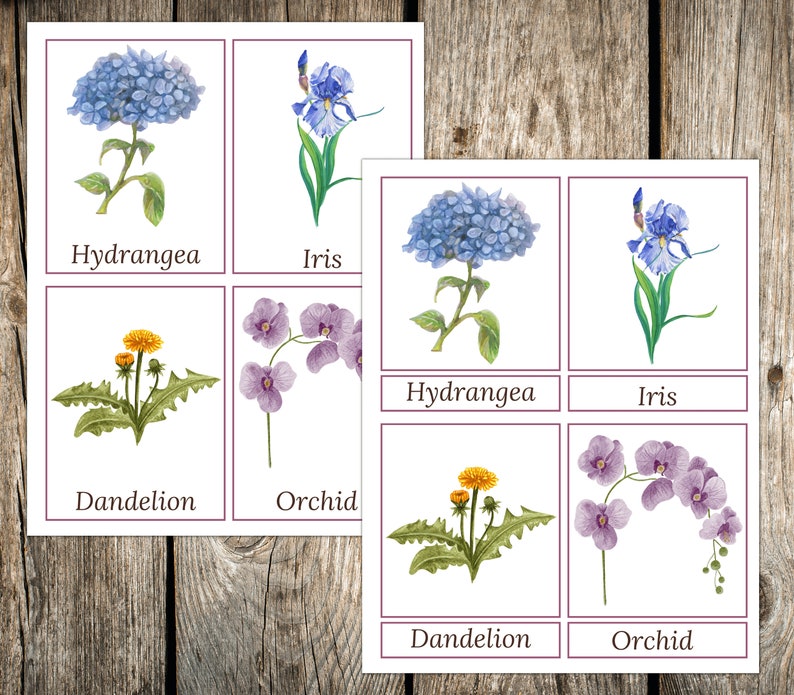 Flower 3-part Cards Recognition Cards Flowers Spring - Etsy