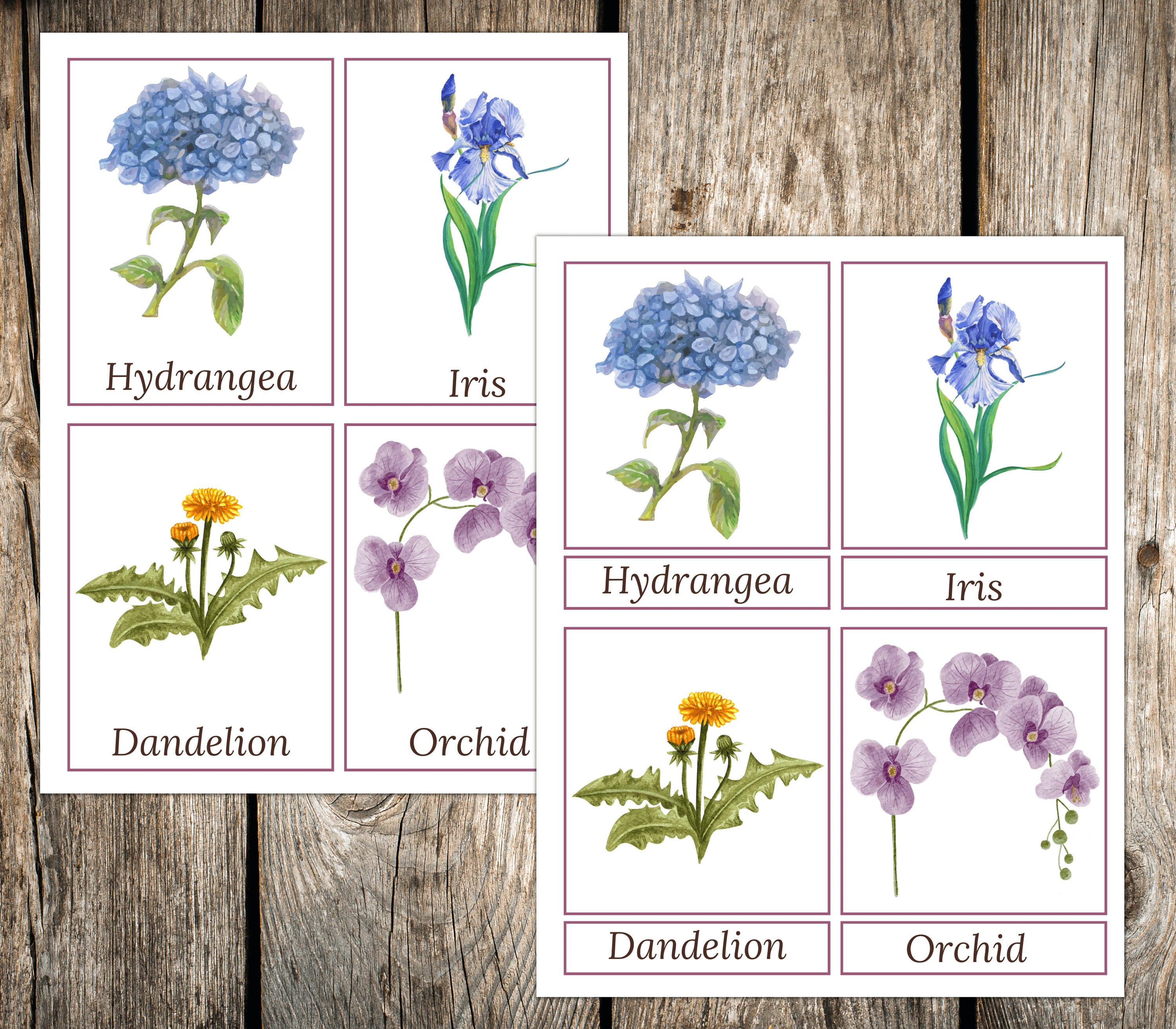 Flower 3-part Cards Recognition Cards Flowers Spring - Etsy