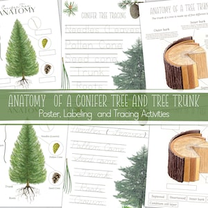 CONIFER TREE Unit Study, Life Cycle, Anatomy, Nature Study, Science ...