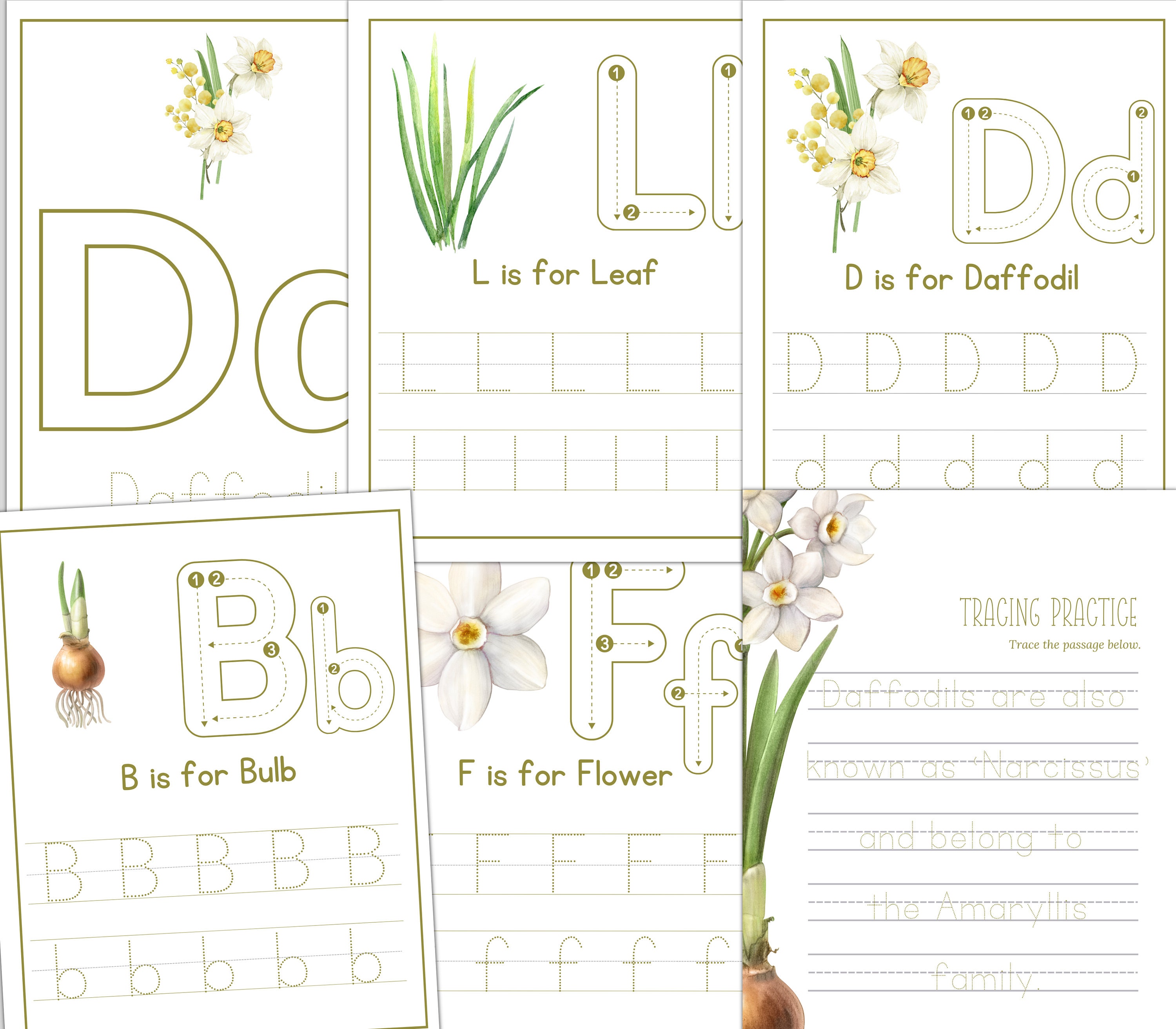 DAFFODIL Unit Study Life Cycle Anatomy Nature Study - Etsy UK